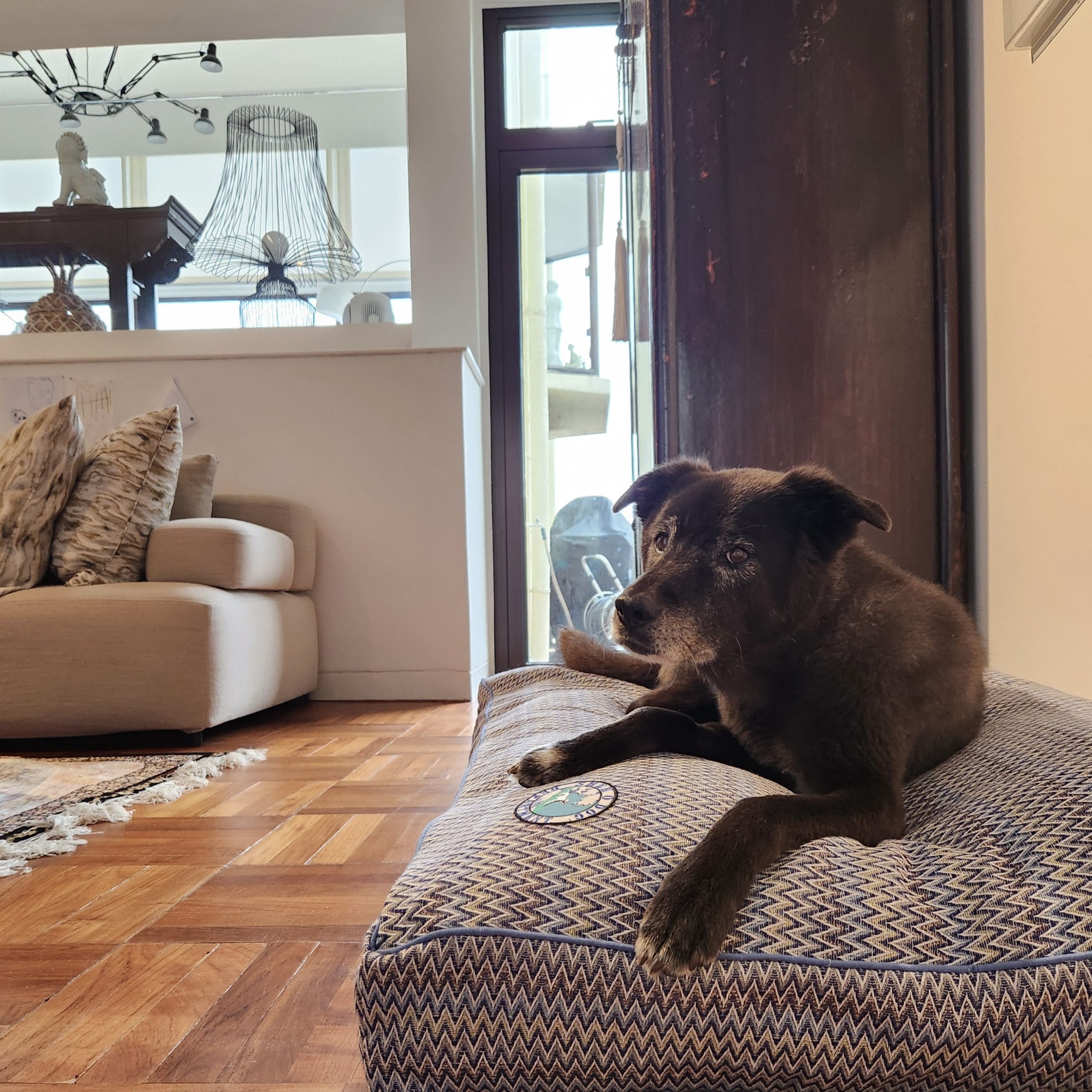 Zig Zag with Blue Pipings / Medium | Shek O Dog Department